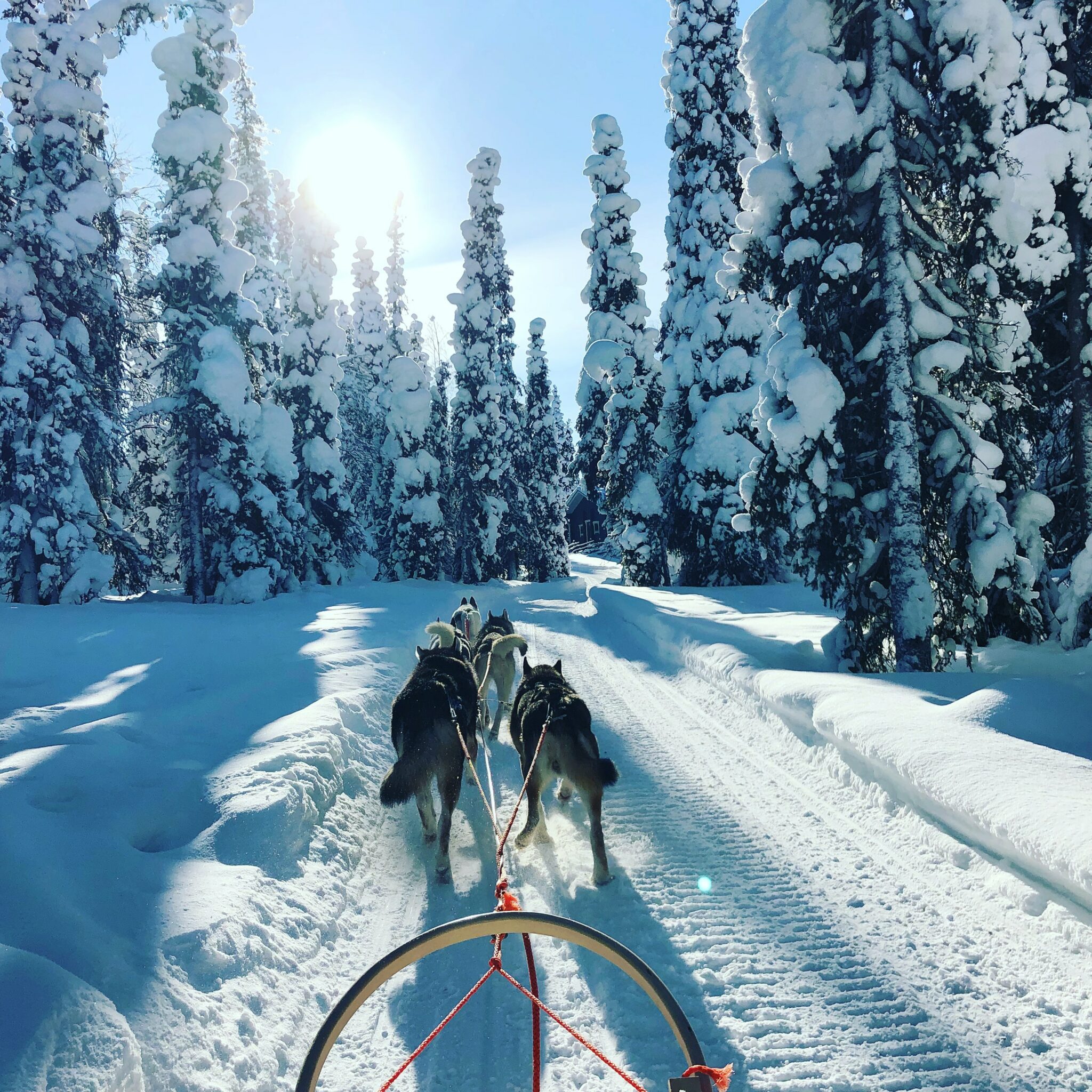 Husky Tours in Finland Winter / Summer / Autumn - Husky Cart